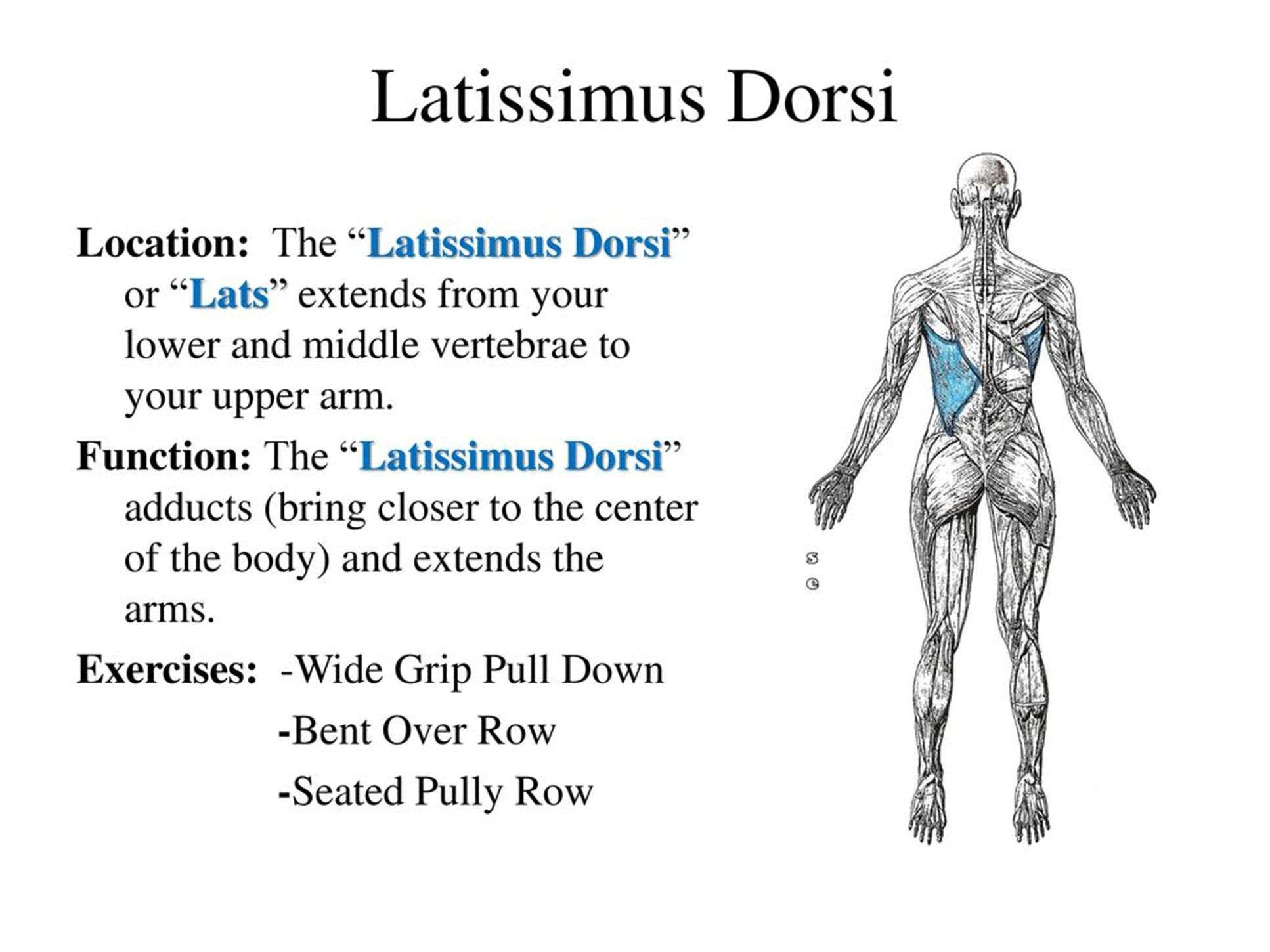 Latissimus Dorsi